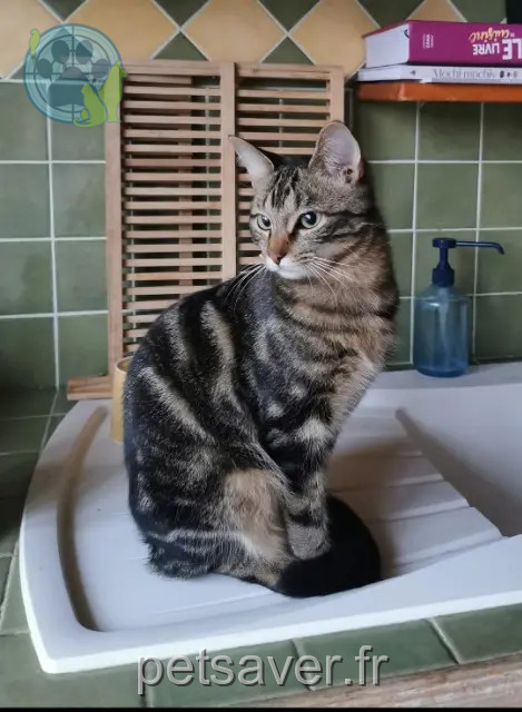chat-perdu-16-Charente-Maki-QMRMHDwEUE.jpg
