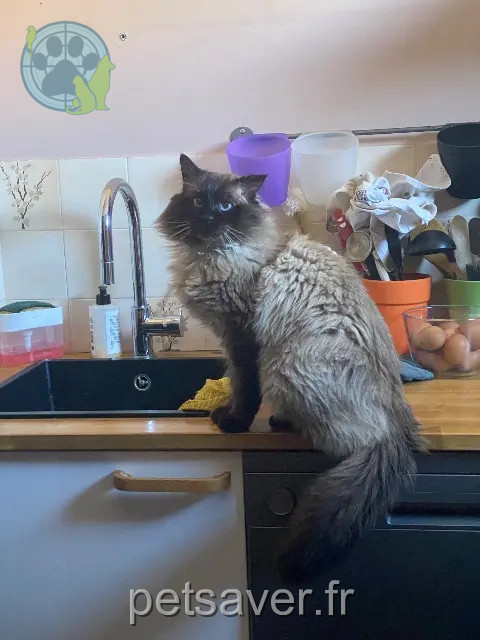 chat-perdu-30-Gard-Harou-pQmafRYSJQ.jpg