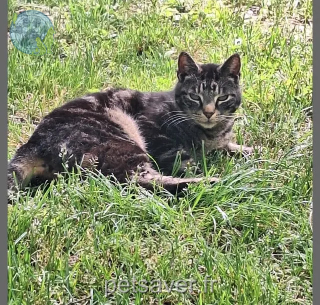 chat-perdu-33-Gironde-Chacha-WeZ3l8FAdn.jpg