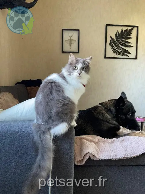 chat-perdu-37-Indre-et-Loire-Tokyo-oJSy6bG8hx.jpg