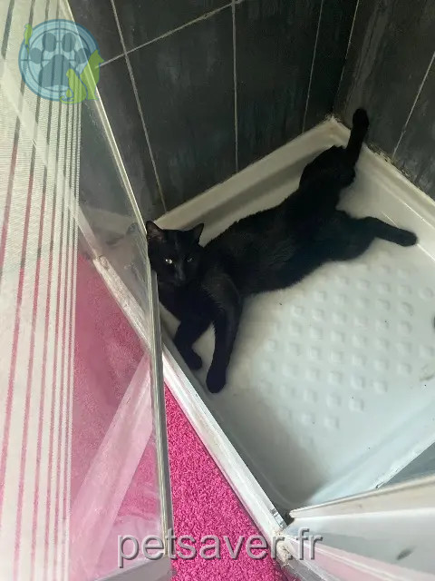 chat-perdu-59-Nord-Baghera-5odJjqfyHM.jpg