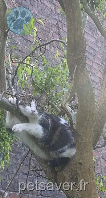 chat-perdu-59-Nord-Jonas-qVnm1ayrMn.jpg