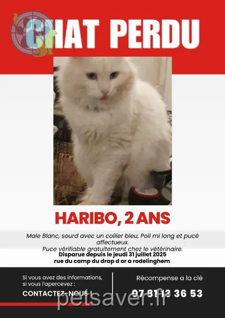 chat-perdu-62-Pas-de-Calais-Haribo-w5aFu1lkgg.jpg
