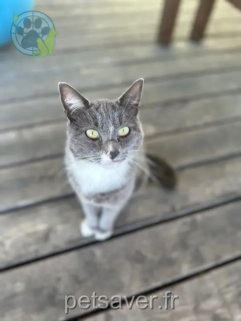 chat-perdu-68-Haut-Rhin-Marius-usvEoTuFST.jpg