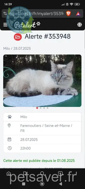 chat-perdu-77-Seine-et-Marne-Milo-nqDiRWMQgx.jpg
