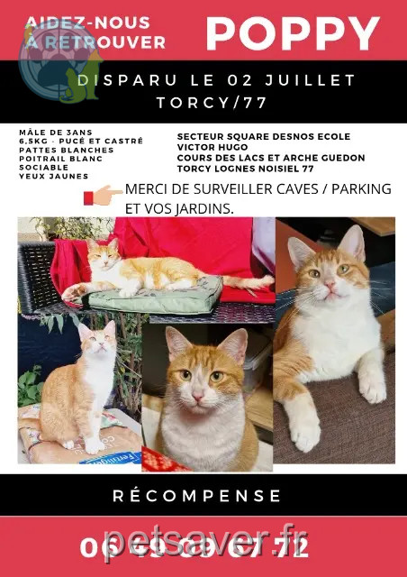 chat-perdu-77-Seine-et-Marne-Poppy-8AqOgPTI4f.jpg