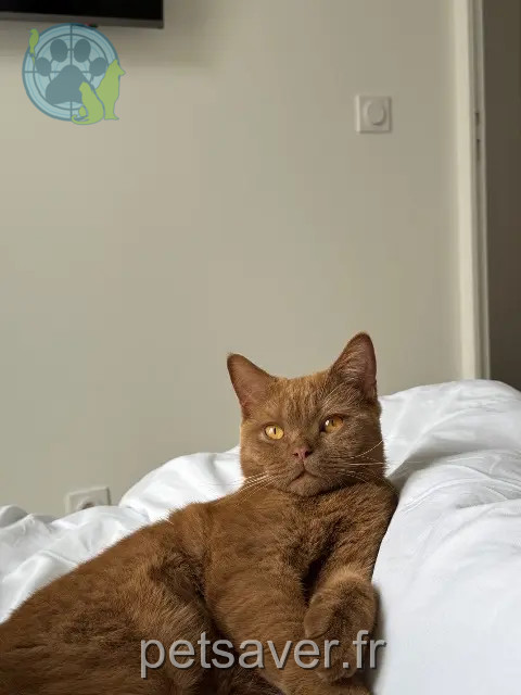 chat-perdu-77-Seine-et-Marne-Yoko-sOjOsrZWHt.jpg