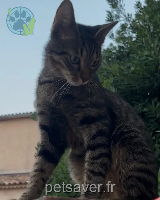 chat-perdu-83-Var-Tanos-41ce8pL3ut.jpg