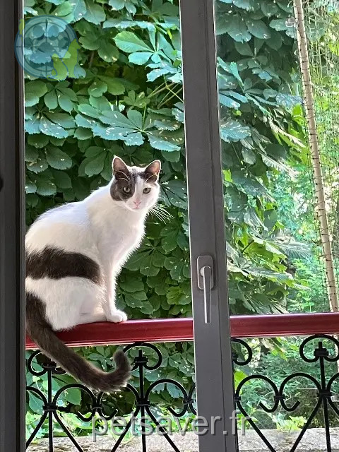 chat-perdu-91-Essonne-Ticha-QY7voTYFs0.jpg
