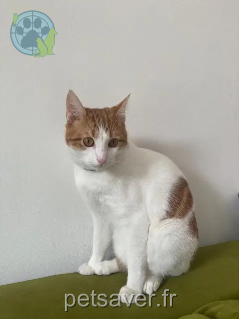 chat-perdu-92-Hauts-de-Seine-Ziggy-ASiCJmHvwz.jpg