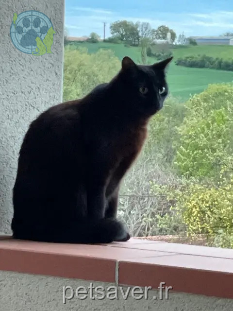 chat-trouvé-81-Tarn-Kusko-sTRY8tjFwU.jpg