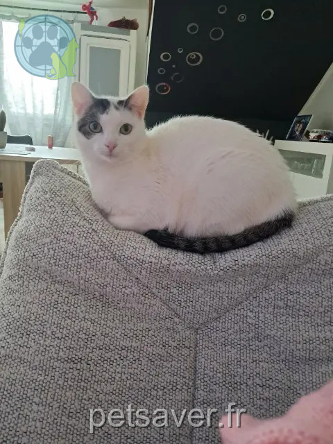 chatte-perdue-44-Loire-Atlantique-Robine-mB7rmpJKmw.jpg